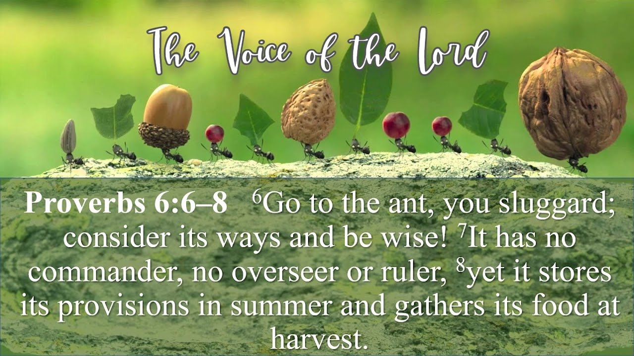 The Zeal of Ants! Get Some Ants and Put them in Your Pants! Proverbs 6: ...
